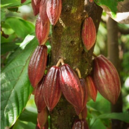 Cocoa 101 - Rodelle Kitchen