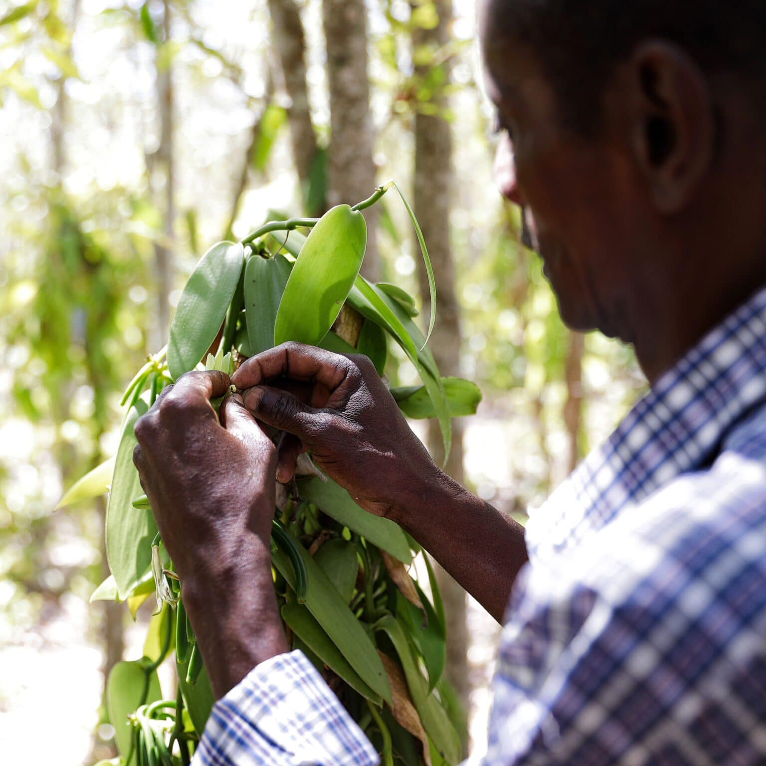 Vanilla 101: When to Use Extract, Paste, and Beans - Rodelle